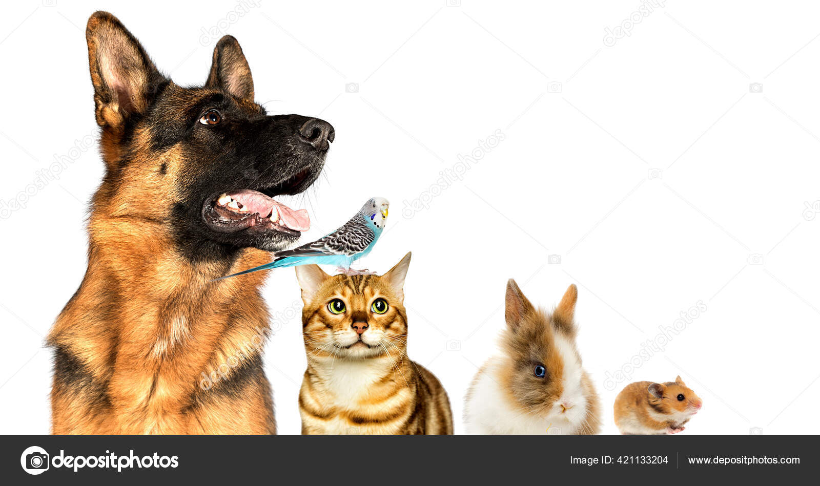 Kittens And Puppies And Bunnies And Hamsters