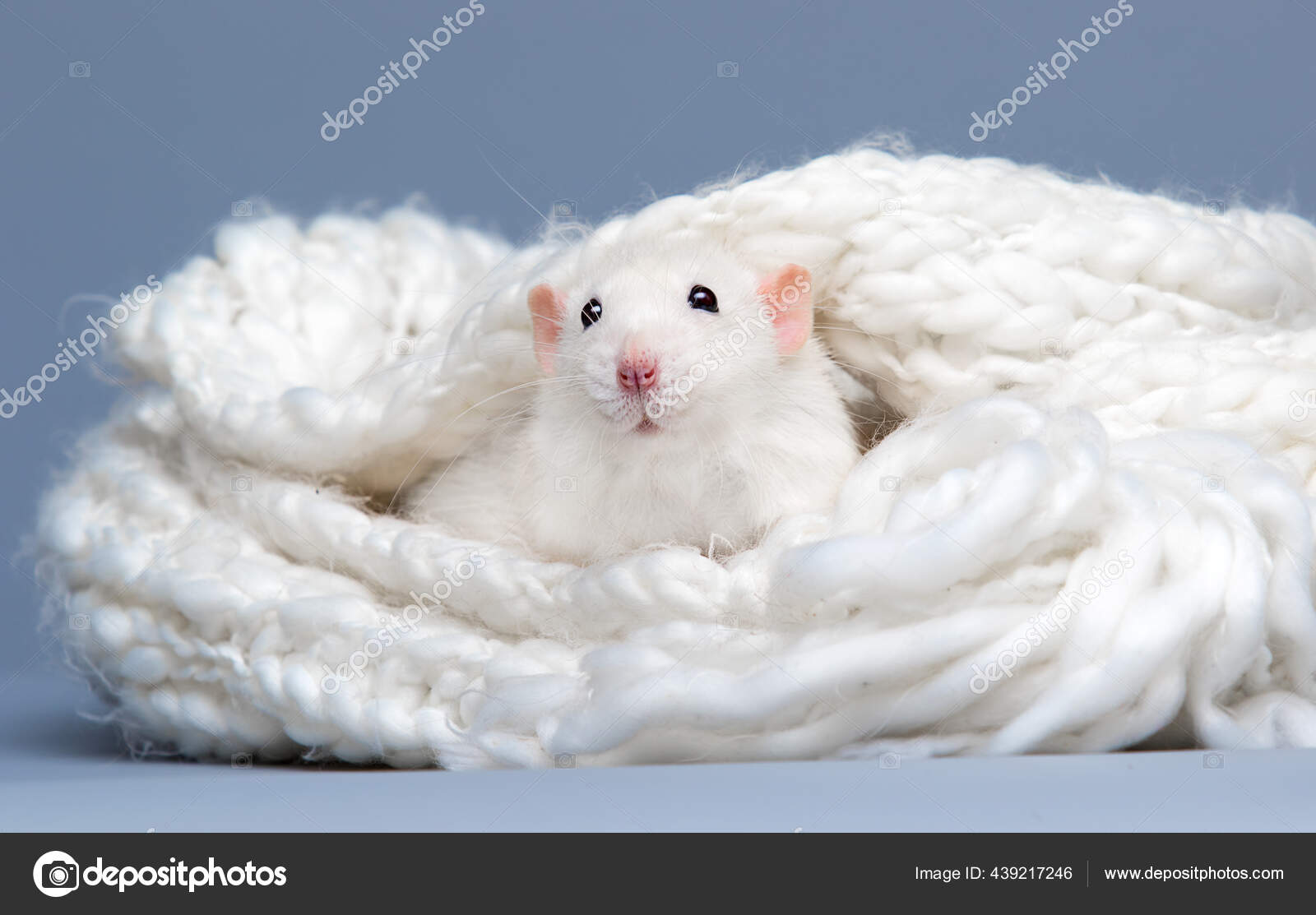 White Rat Soft Fluffy Blanket — Stock Photo © gurinaleksandr #439217246