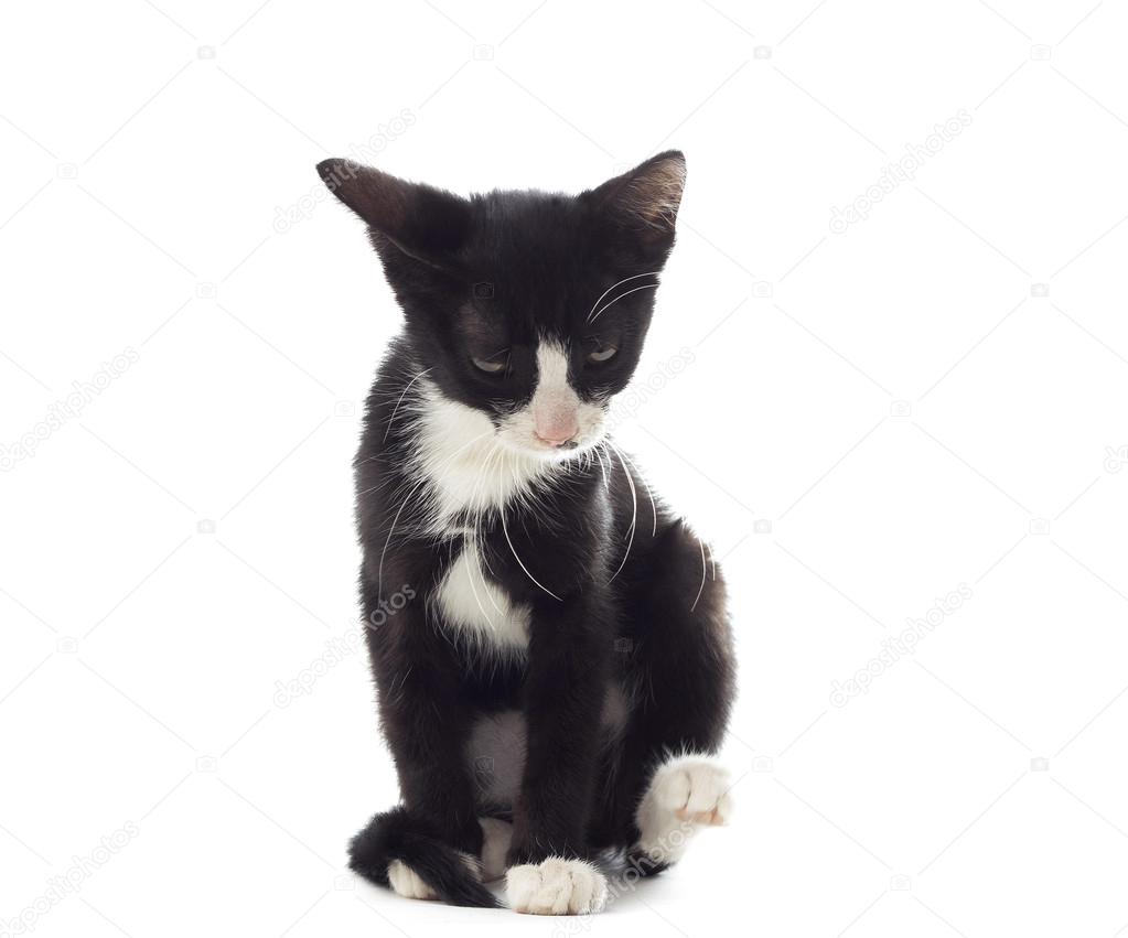 Funny black and white cat on a white background isolated Stock Photo by ...