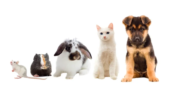 Group of pets Stock Photo by ©cynoclub 5815699