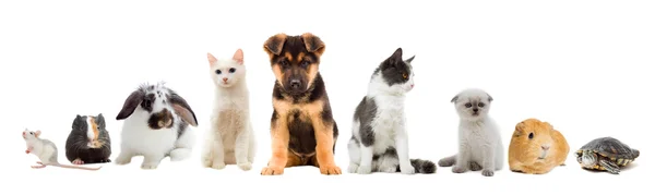 Group of pets Stock Photo by ©cynoclub 5815699