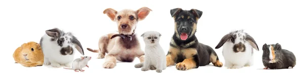 Group of pets Stock Photo by ©cynoclub 8775384