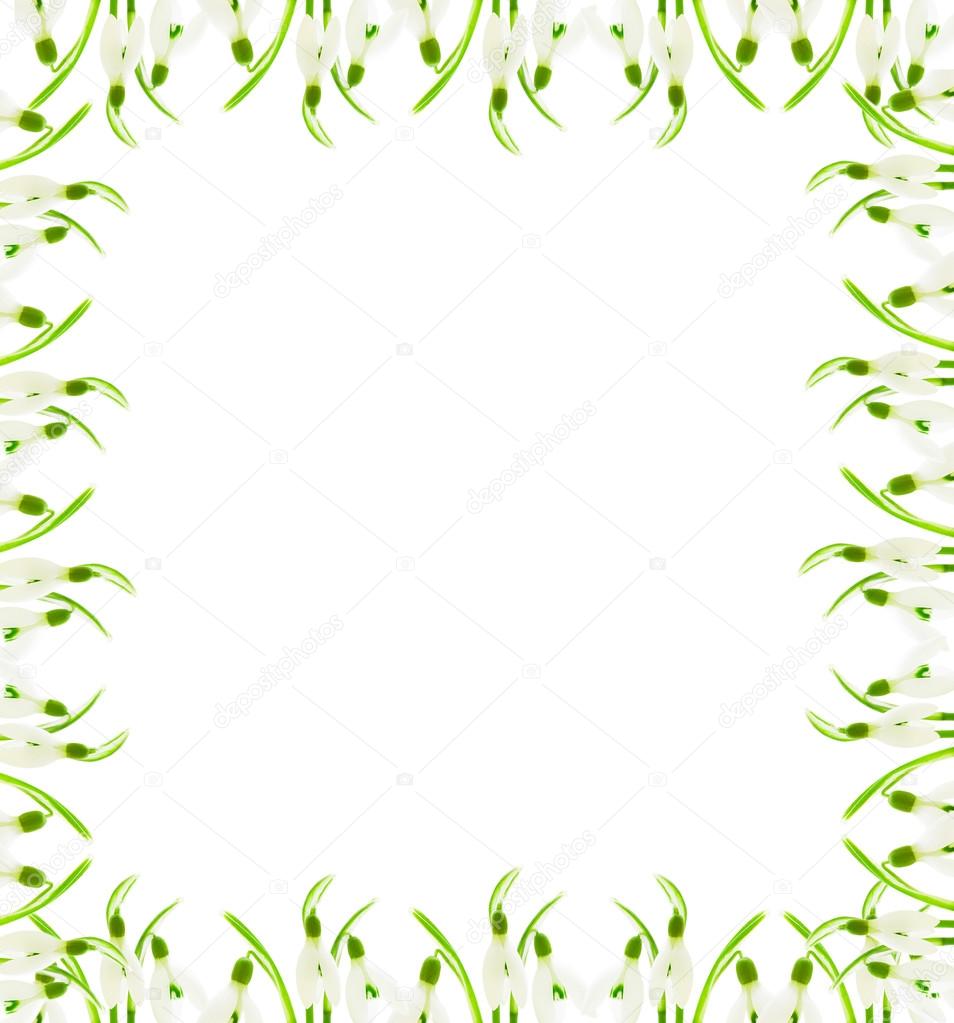 Frame from flowers of snowdrops on a white background Stock Photo by ...