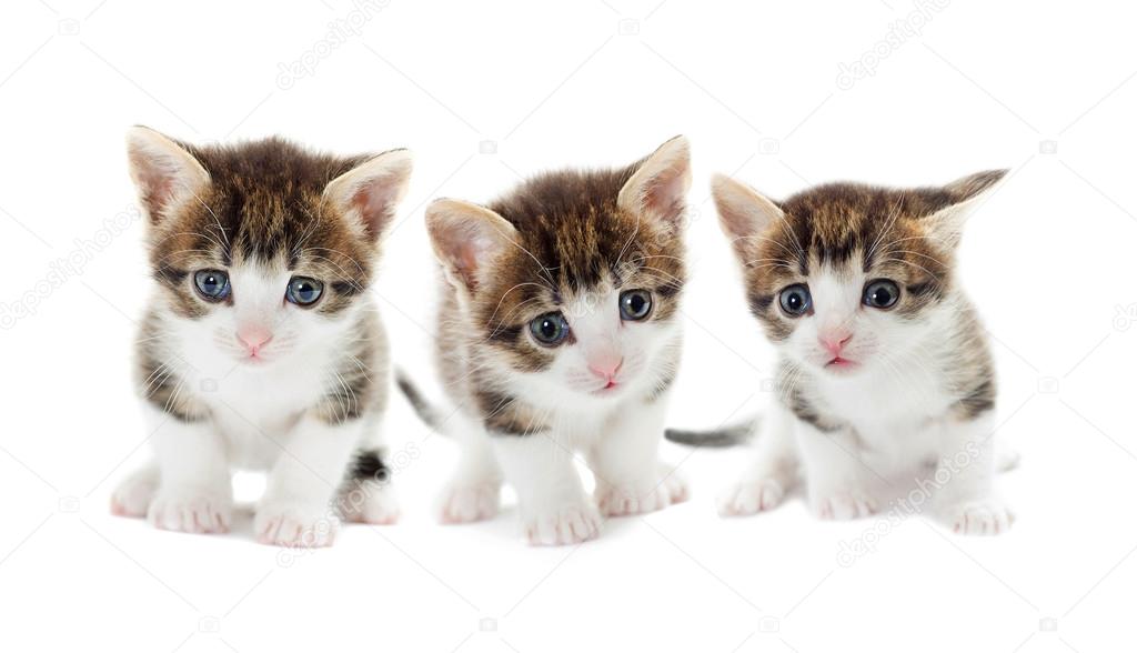 Set of kittens Stock Photo by ©gurinaleksandr 71783057