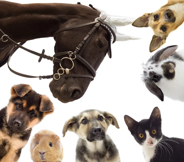 Different pets Stock Photos, Royalty Free Different pets Images ...