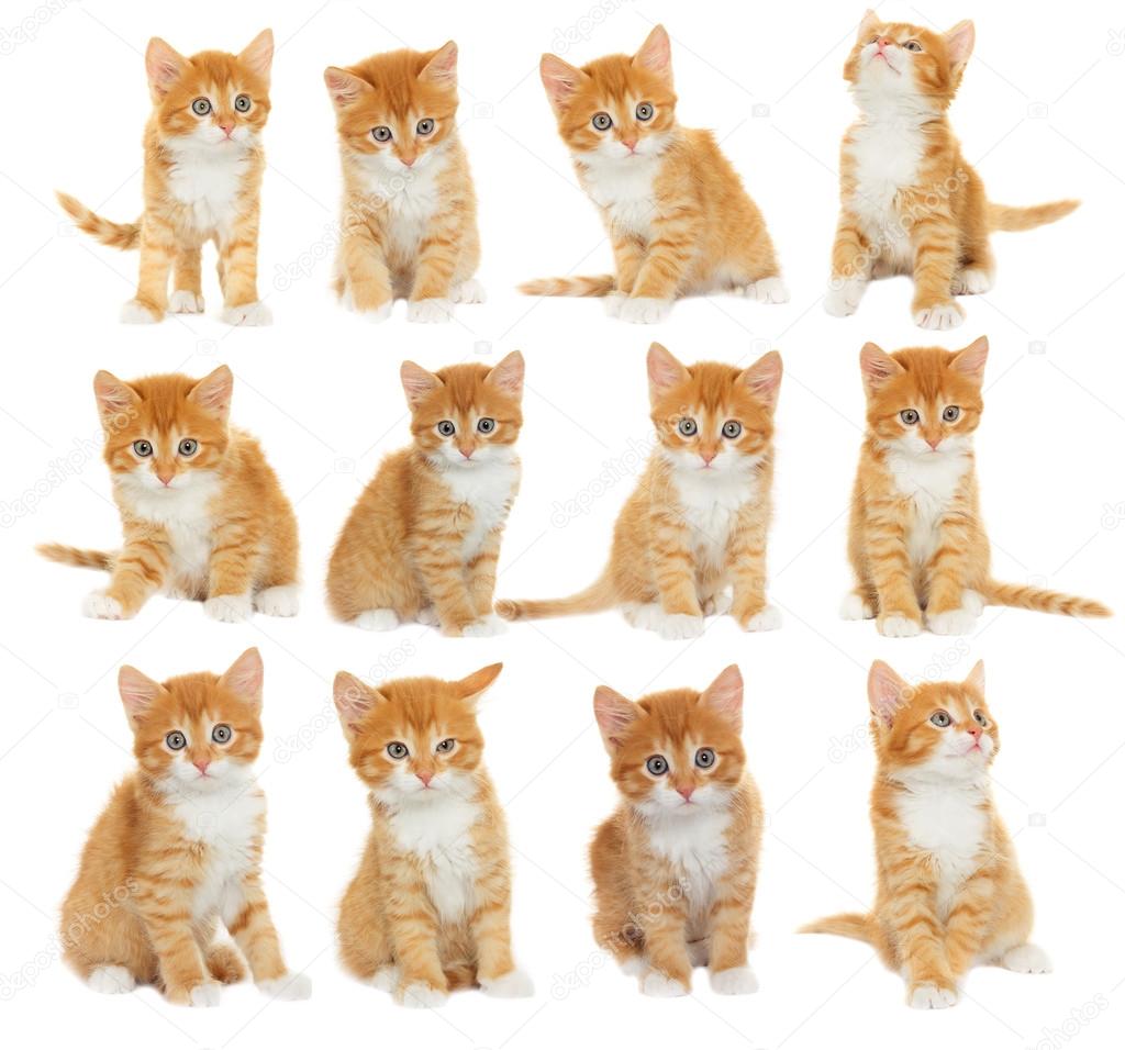 Set of kittens Stock Photo by ©gurinaleksandr 80876406