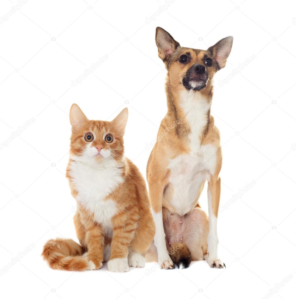 Red dog and red kitten looking Stock Photo by ©gurinaleksandr 90878028