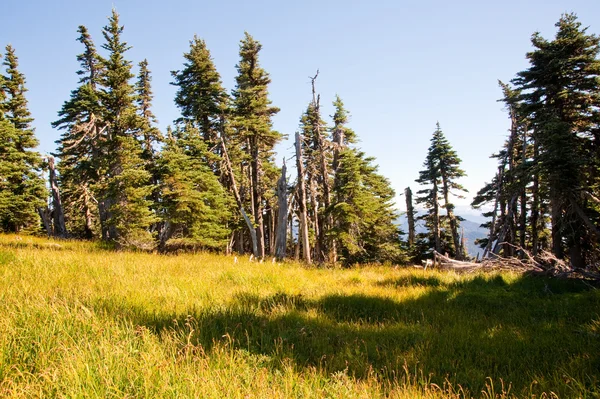 Subalpine ecosystem fotos de stock, imágenes de Subalpine ecosystem sin ...