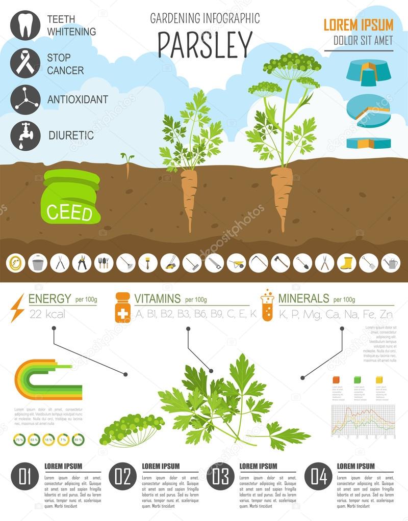 Gardening work, farming infographic. Parsley. Graphic template Stock ...