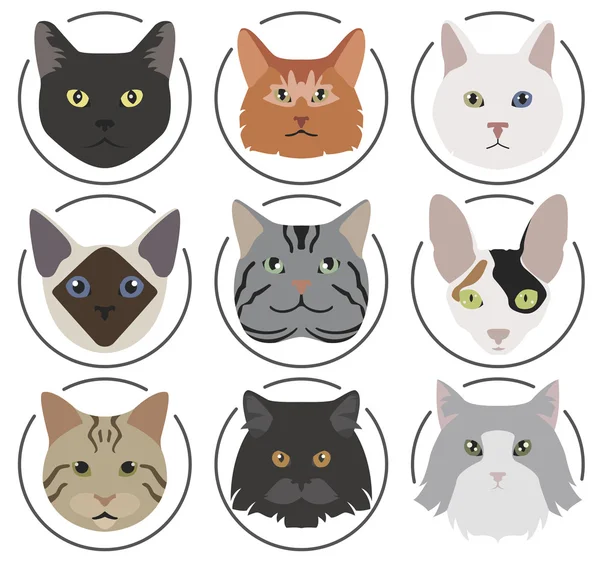 Cat breeds icon set flat style — Stock Vector © A7880S #115266160