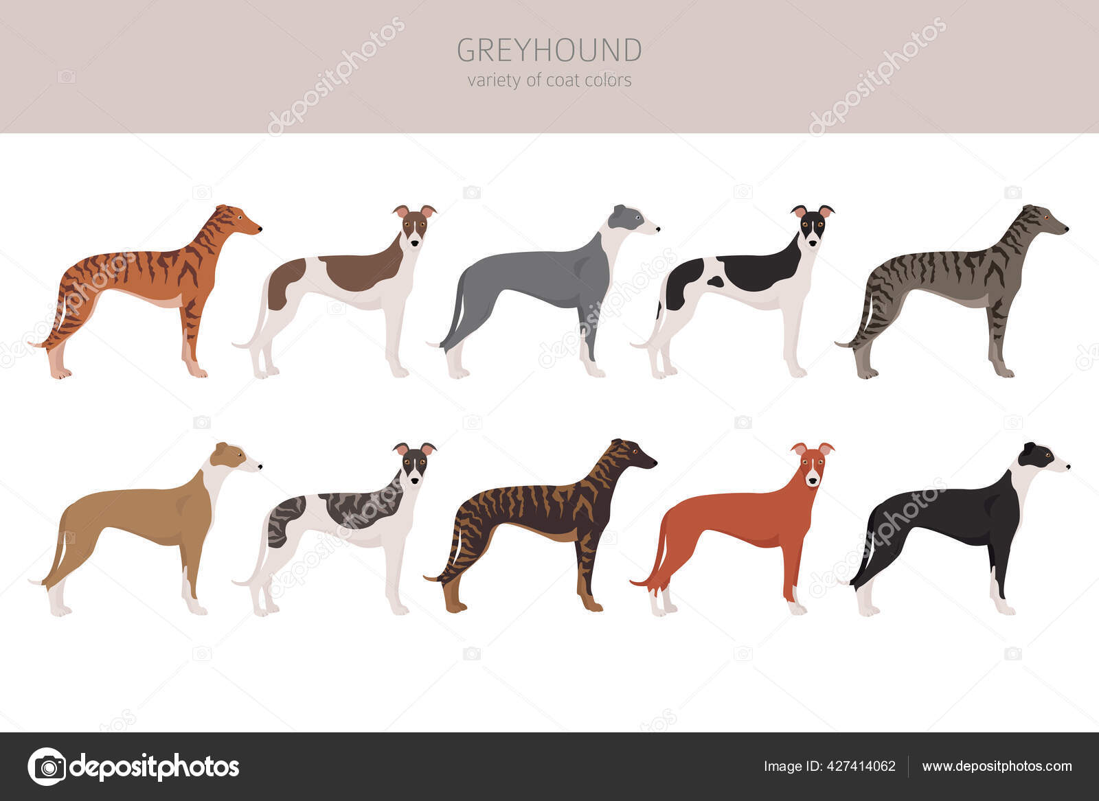 English Greyhound Dogs Different Coat Colors Greyhounds Characters Set ...