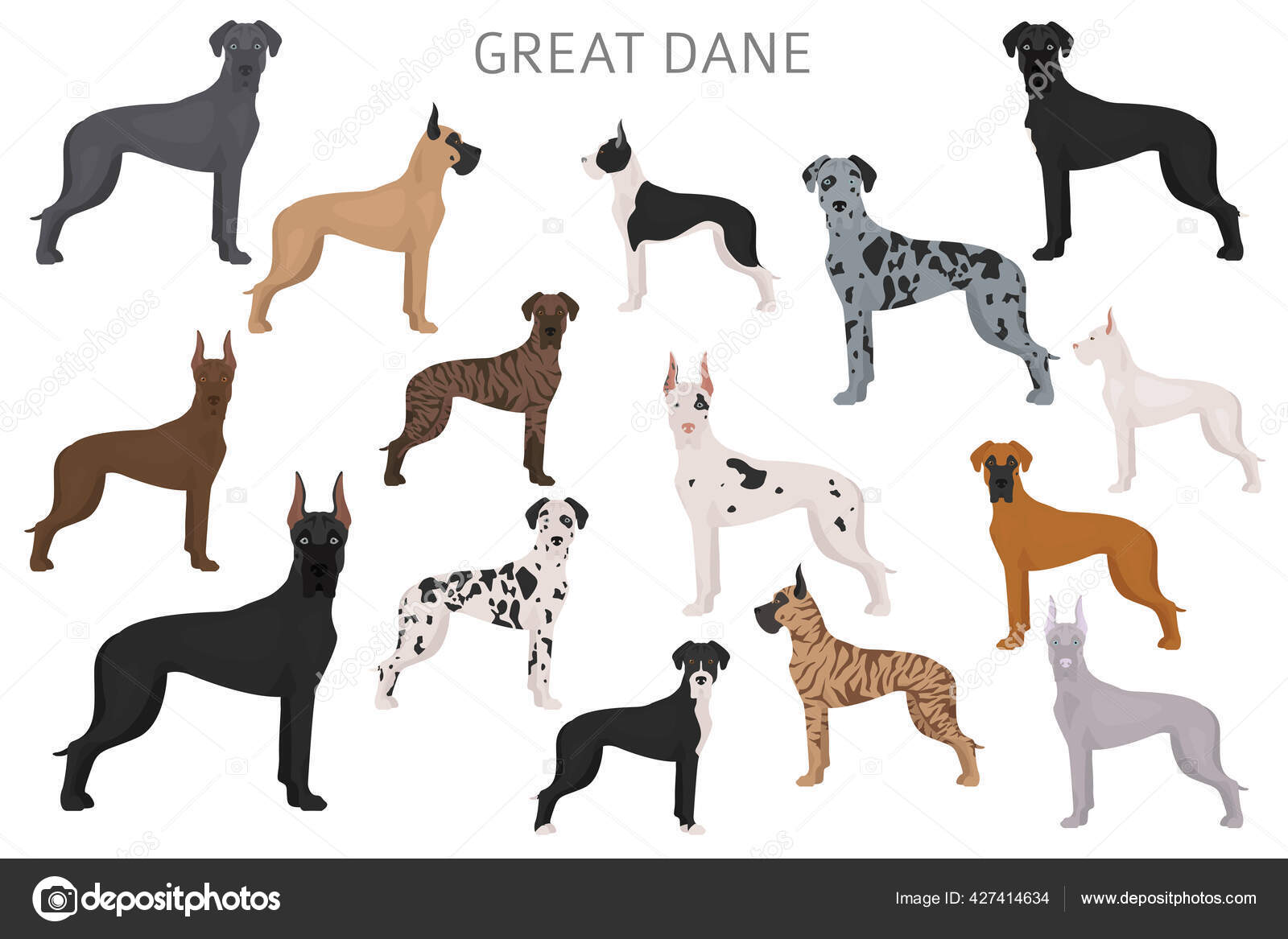Great Dane Different Variaties Coat Color Dog Set Vector Illustration ...