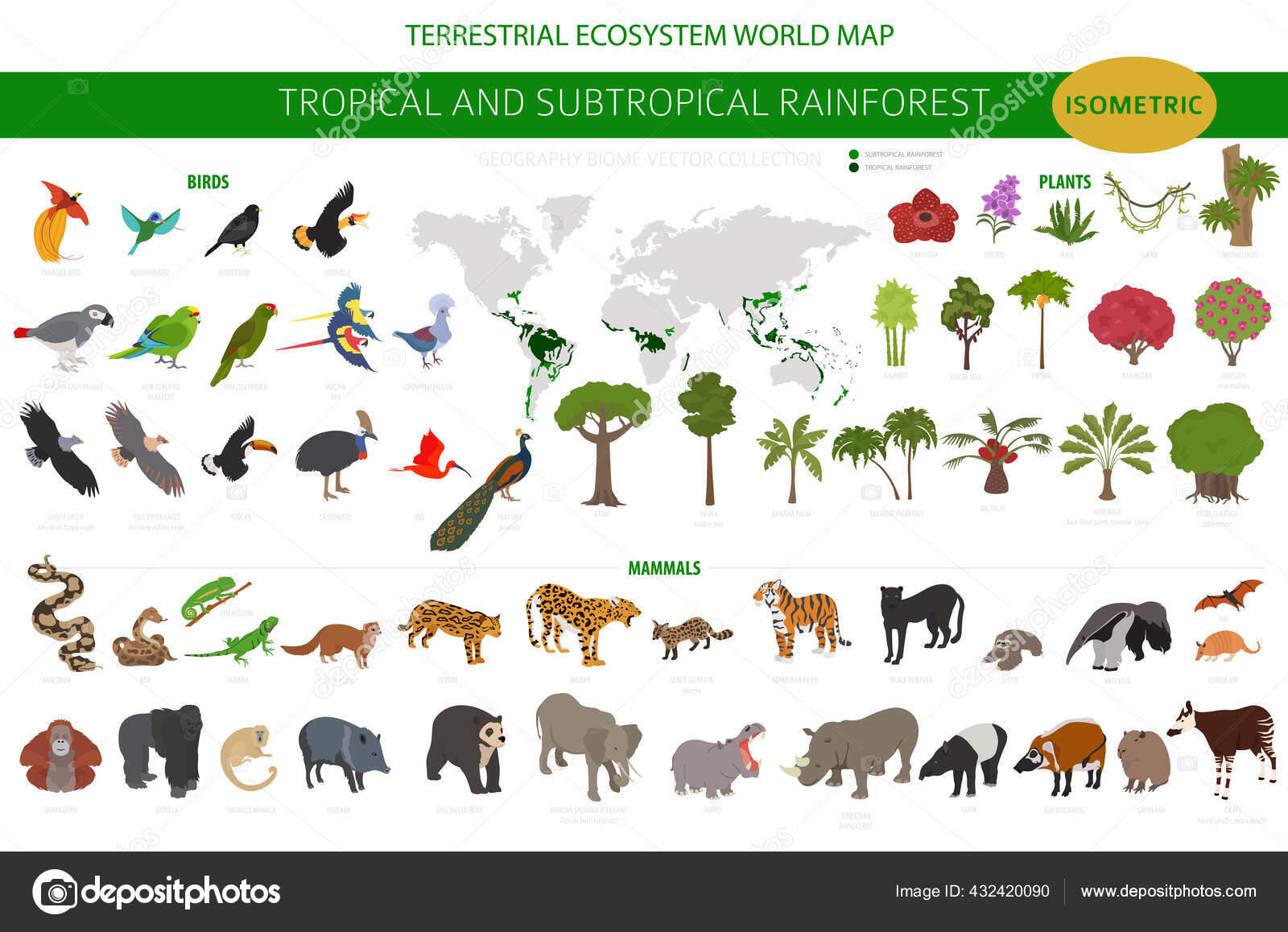 Mapa De Fotos De Selva Tropical