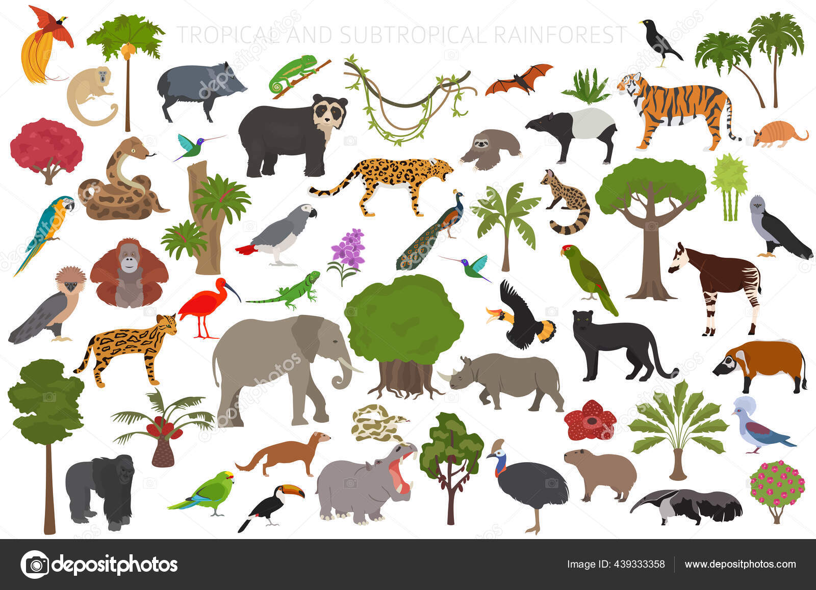 Tropikal Astropikal Yağmur Ormanı Biyolojisi Doğal Bölge Bilgisi Amazon ...