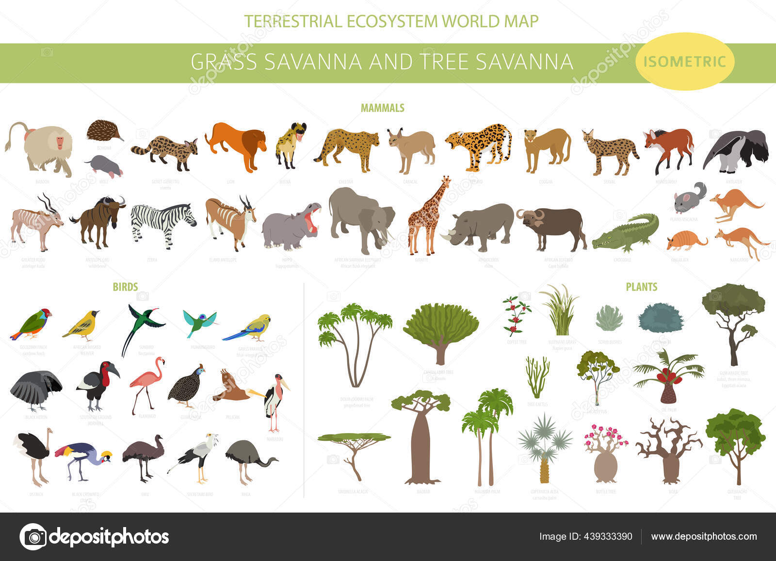 African Grassland Animals And Plants