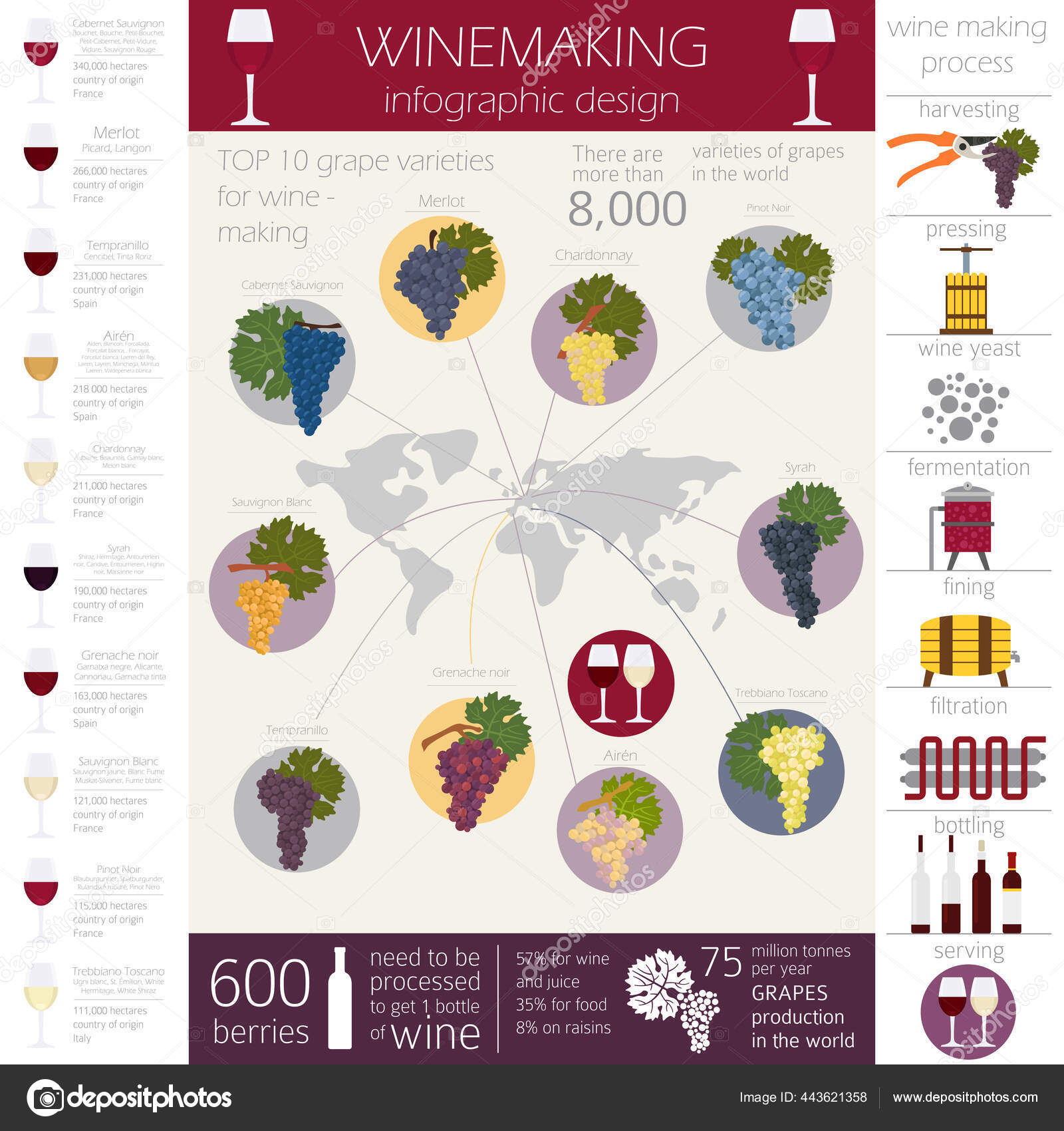 Grapes Varieties Wine Winemaking Infographic Vector Illustration Stock ...