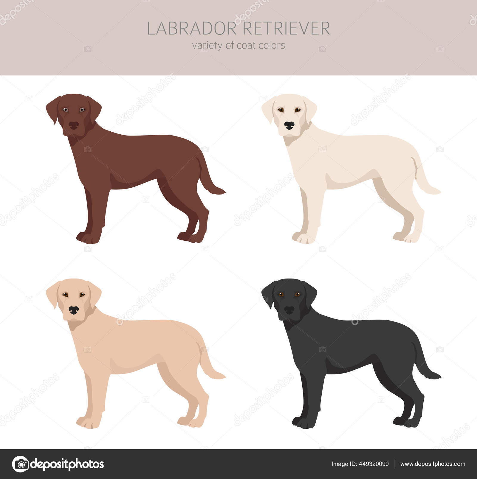 Perros Labrador Retriever Diferentes Poses Colores Pelaje Perros ...