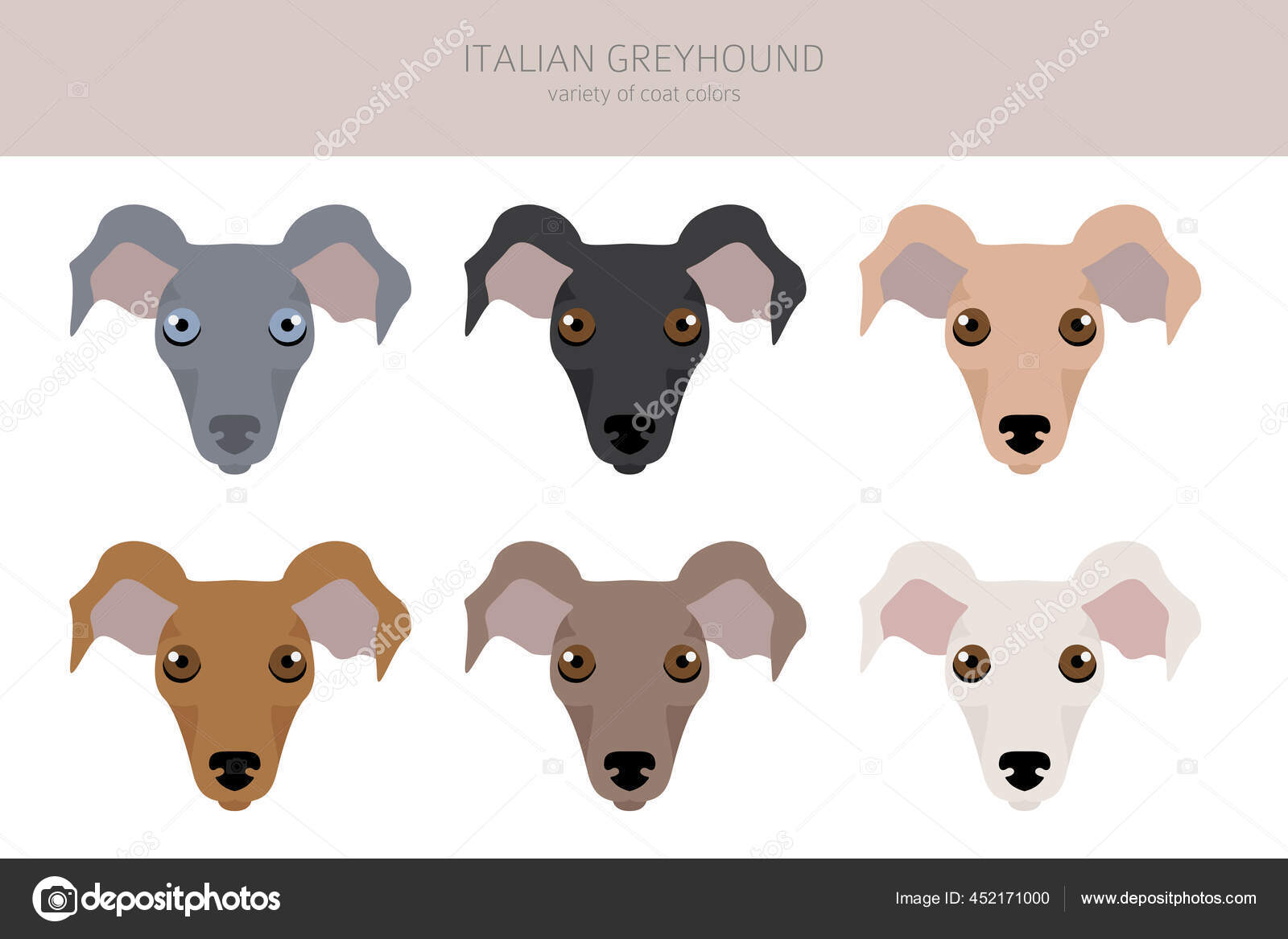 Greyhound Dog Colors