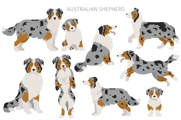 24,291,103 Australian shepherd Vector Images | Depositphotos