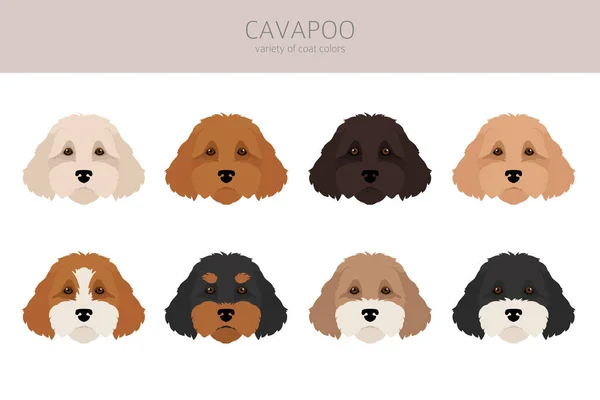 45,275,130 Cavapoo Vector Images | Depositphotos