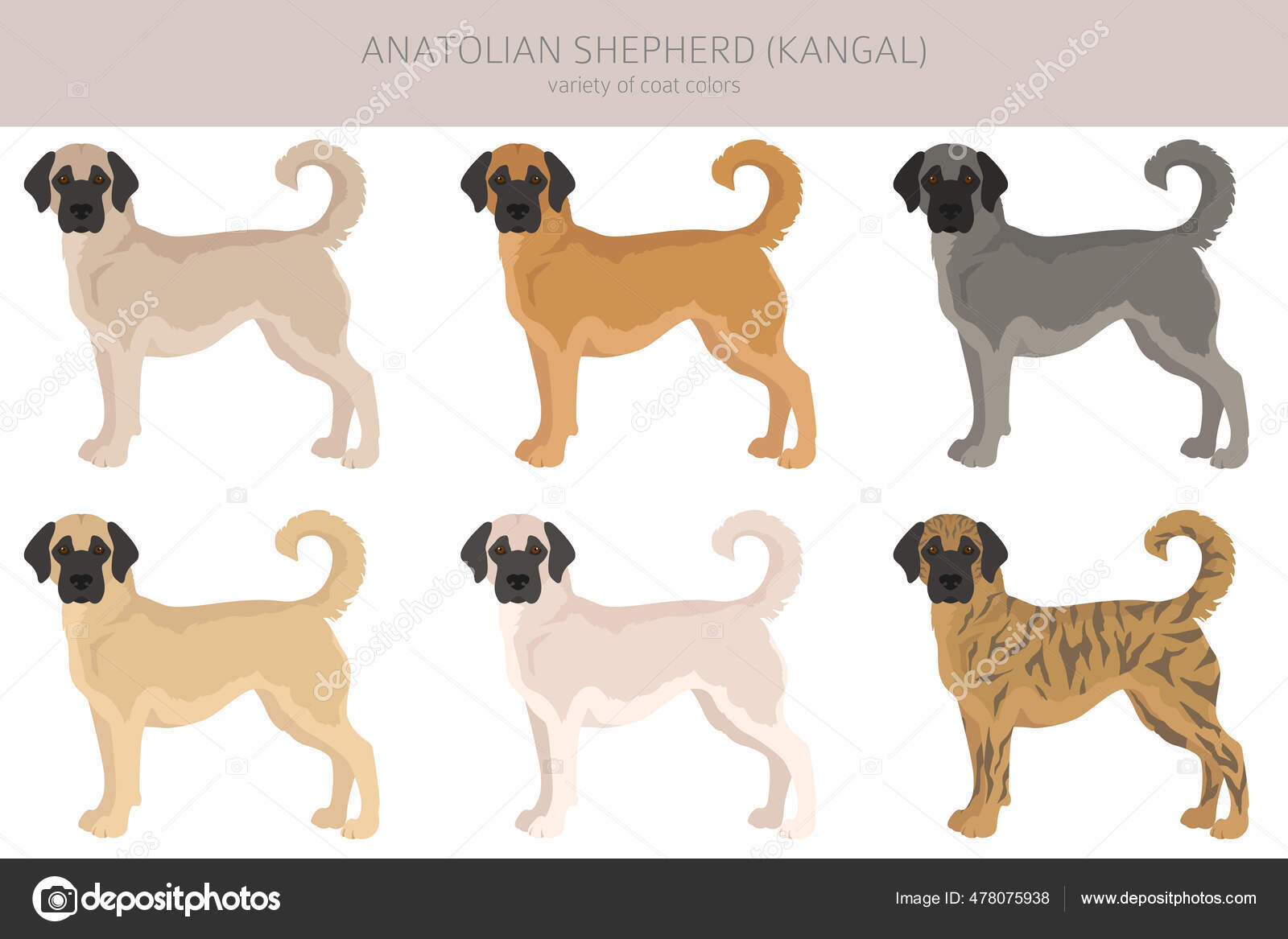 Пастух Анатолійської Породи Всіх Кольорів Різні Кольори Пози Одягу ...
