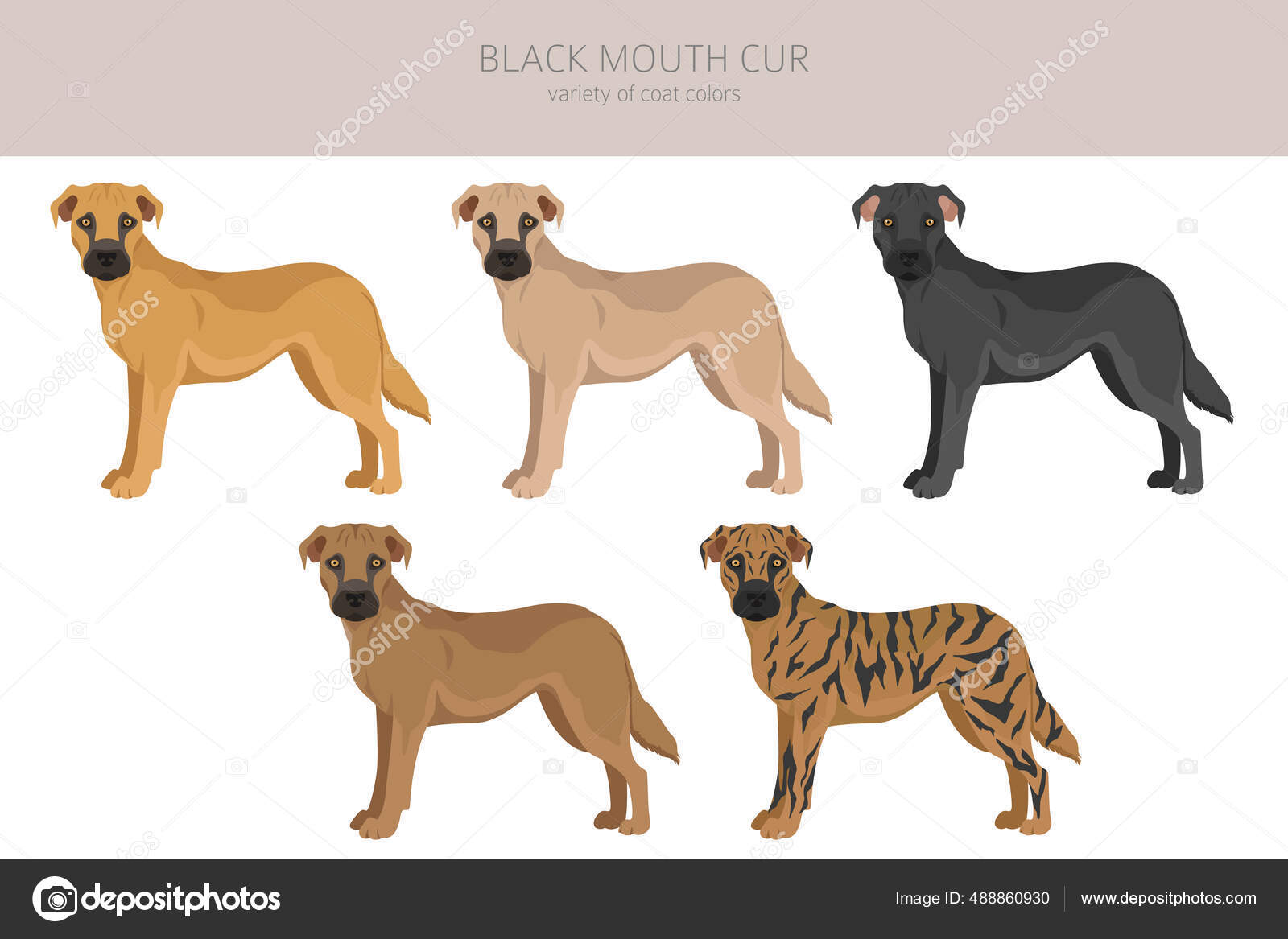 How Often Do You Need To Professionally Groom A Black Mouth Cur