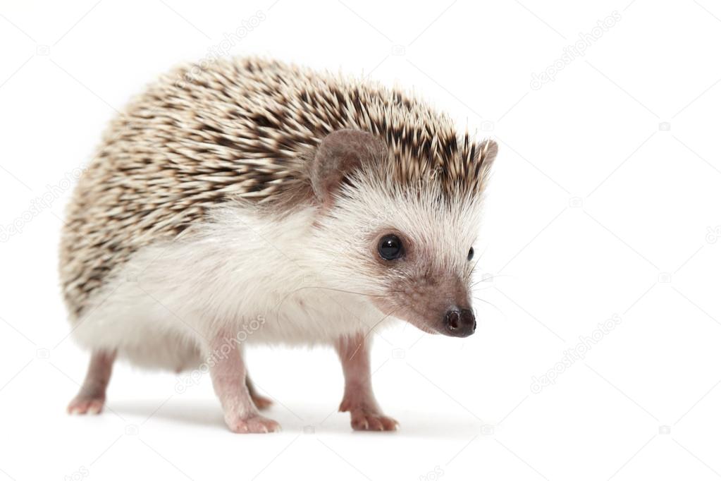 Hedgehog sniffing around — Stock Photo © abramovtv #63338735