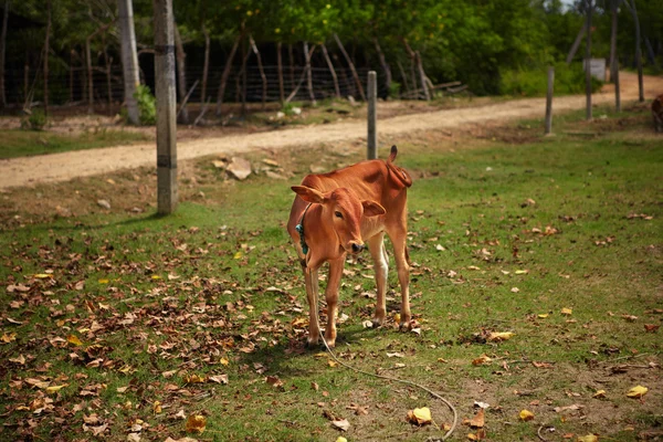 Skinny cow Pictures, Skinny cow Stock Photos & Images | Depositphotos®