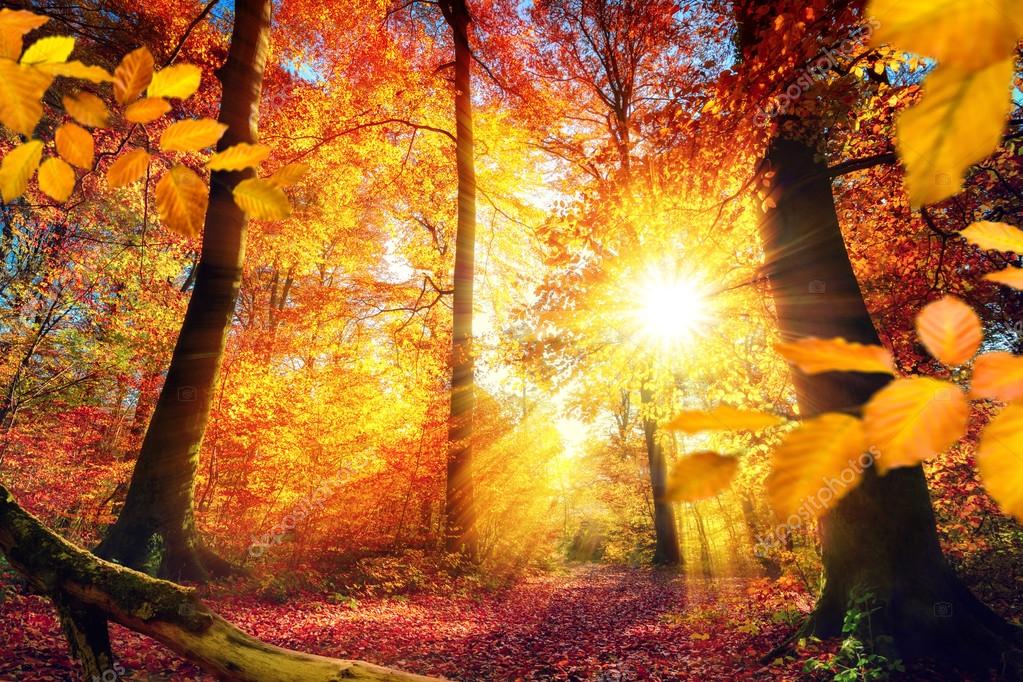 Beautiful autumn sunlight in a forest Stock Photo by ©Smileus 121354144