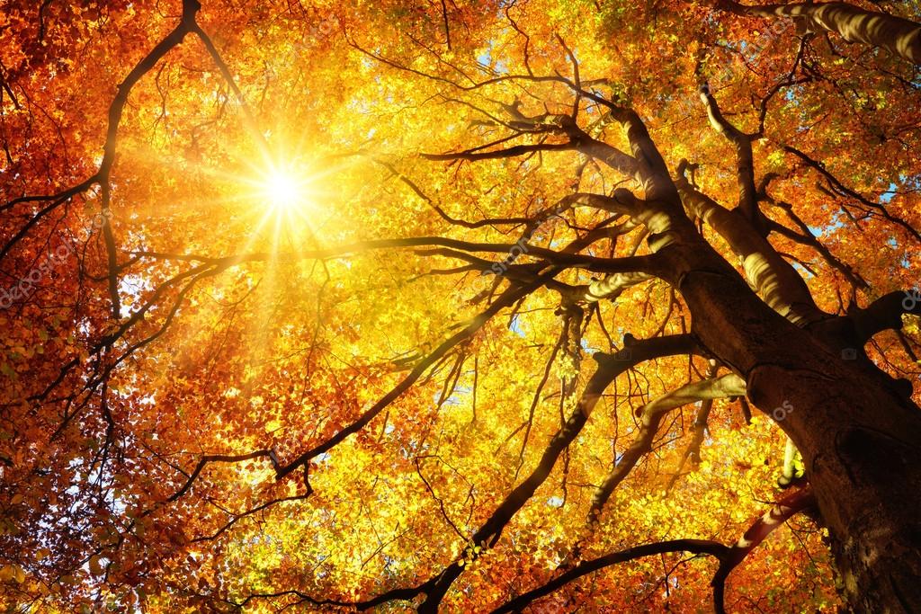 Autumn sun shining through a majestic beech tree — Stock Photo ...