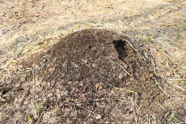 Fourmilière géante images libres de droit, photos de Fourmilière géante ...