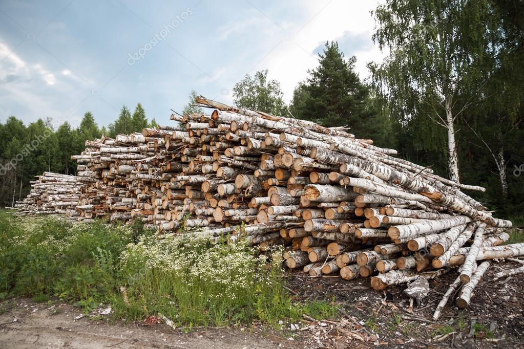 Trunks of trees cut and stacked in the foreground, green forest ...