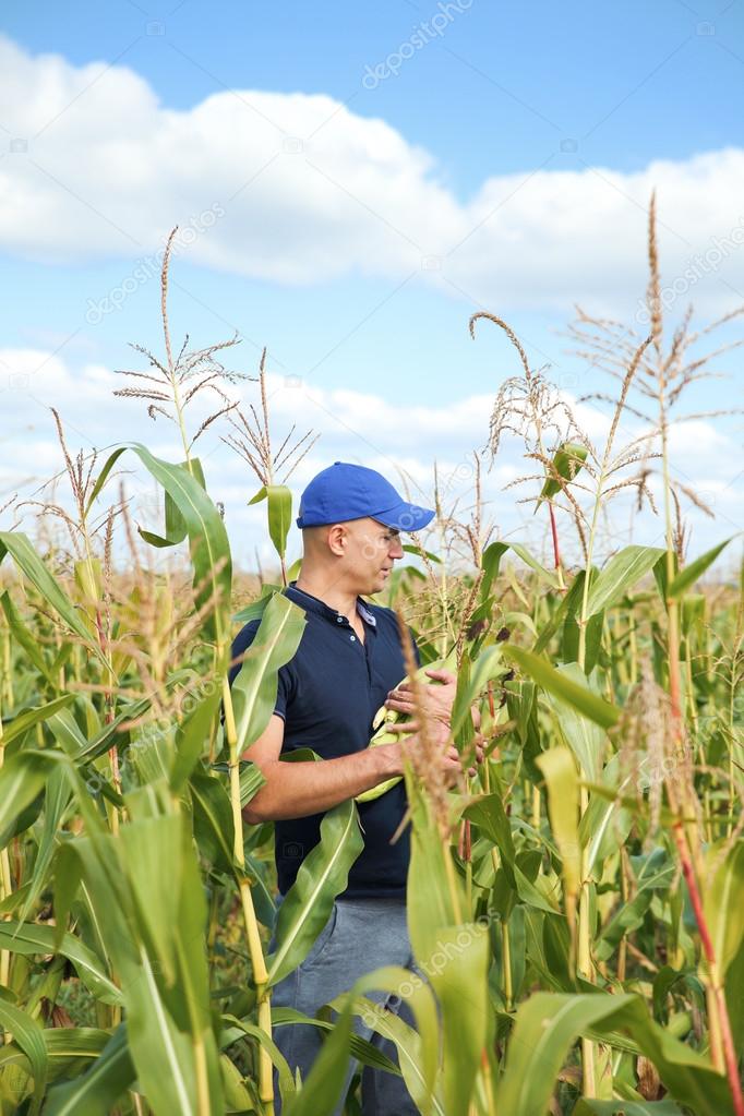 recolección de maíz en el campo 2022