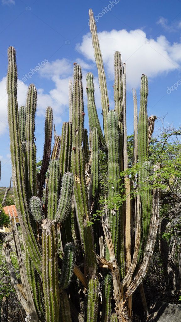 Cactus in Aruba — Stock Photo © sainaniritu #94722994
