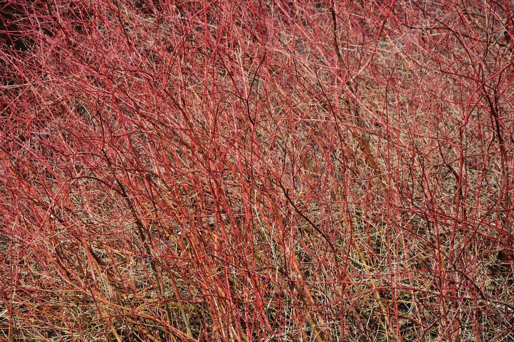 Derain blood red as a background Stock Photo by ©LehaKoK 76502969