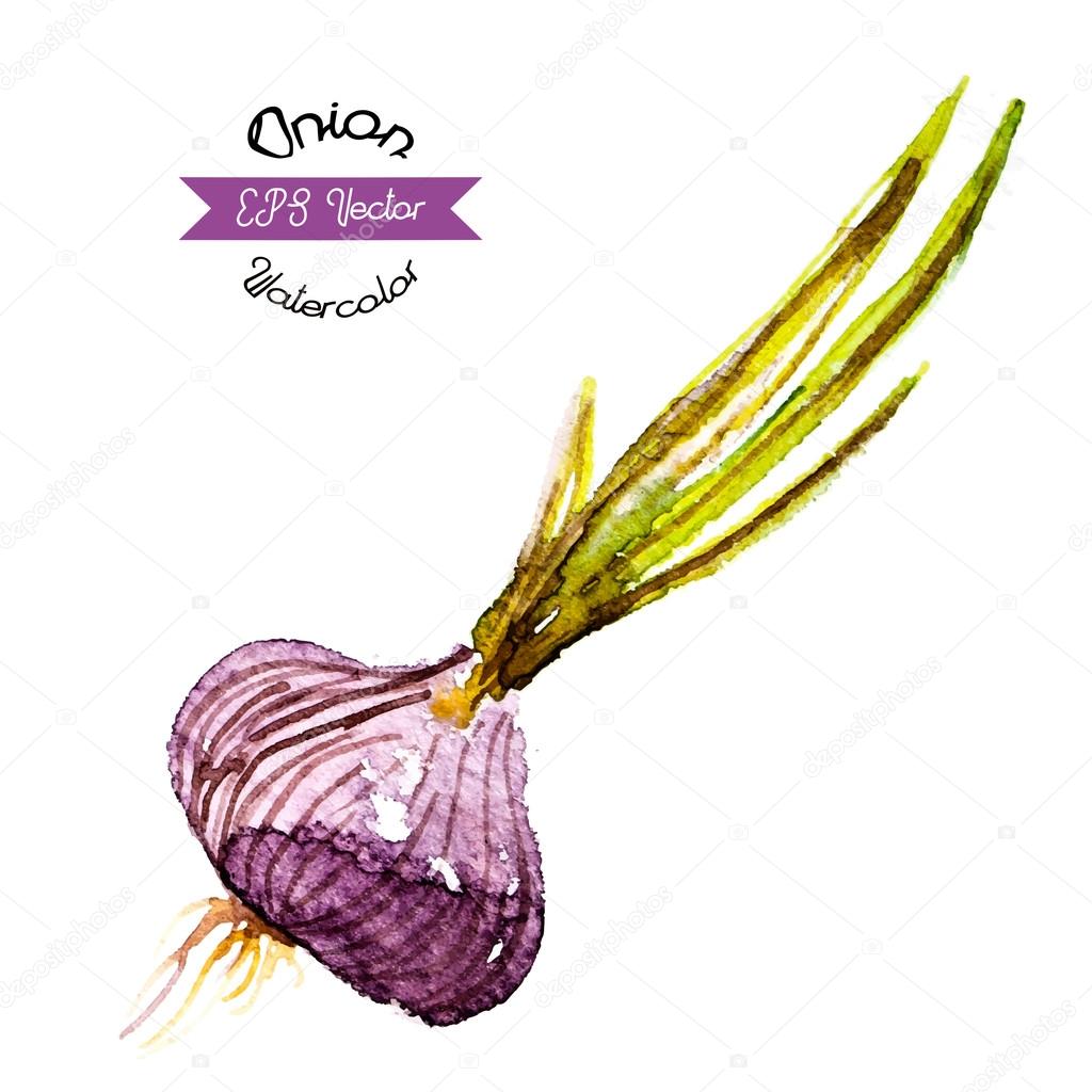 Organic onion watercolor vector illustration Stock Vector by ©Azazelka ...