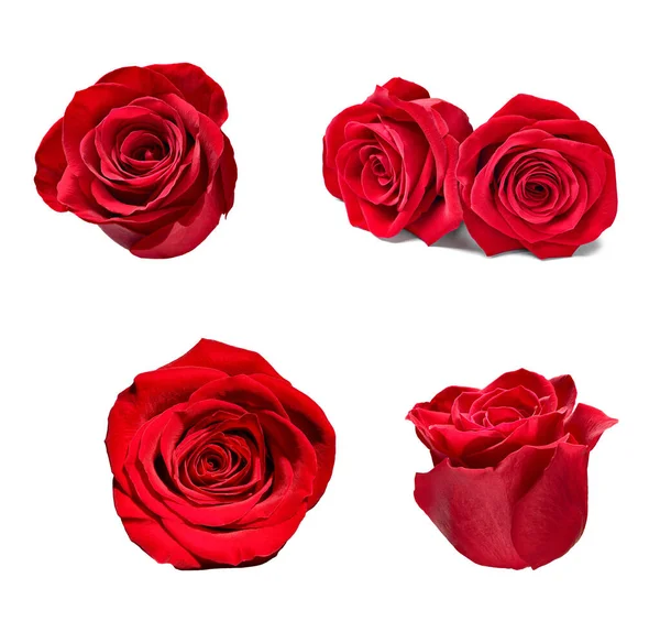 Red rose cutouts Stock Photos, Royalty Free Red rose cutouts Images ...