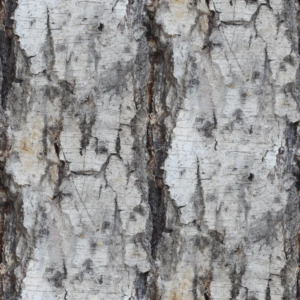 Seamless texture white tree bark wallpaper background Stock Photo by ...