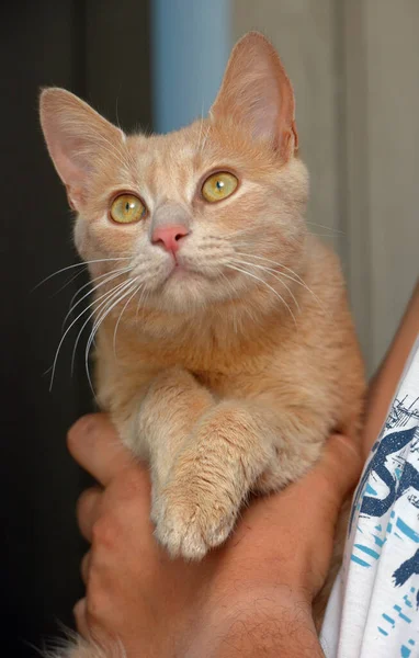 Adopt jdk fotos de stock, imágenes de Adopt jdk sin royalties | Depositphotos