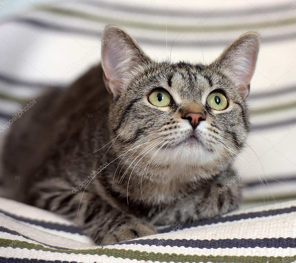 Beautiful tabby shorthair cat — Stock Photo © evdoha #83478294