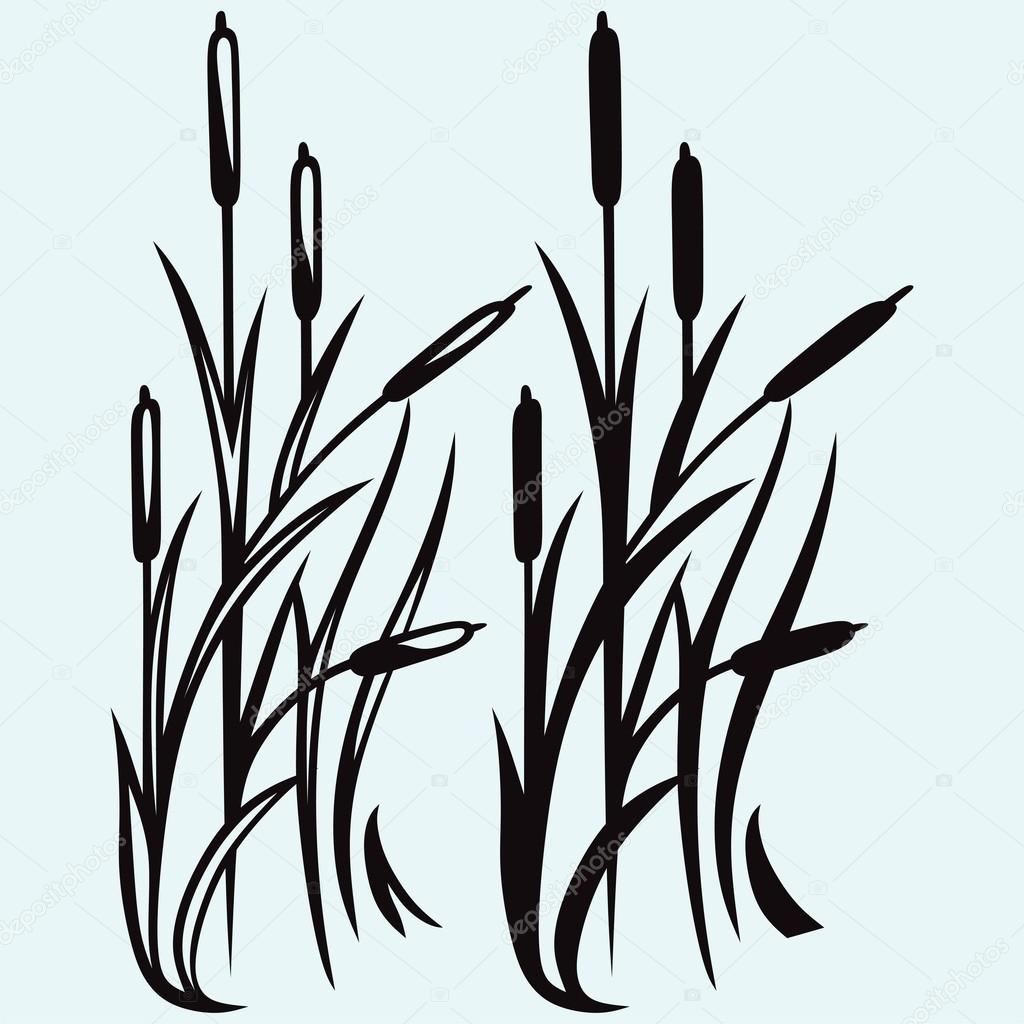 Silhouette reed, vector Stock Vector Image by ©Kreativ #124283314