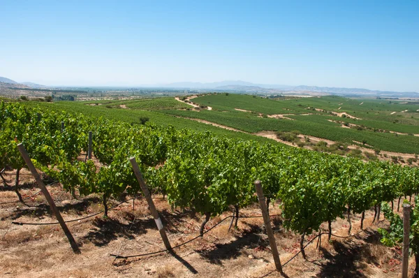 Apalta valley fotos de stock, imágenes de Apalta valley sin royalties ...