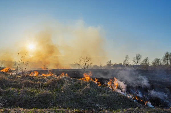 A natural disaster. Fire in nature - Stock Image - Everypixel