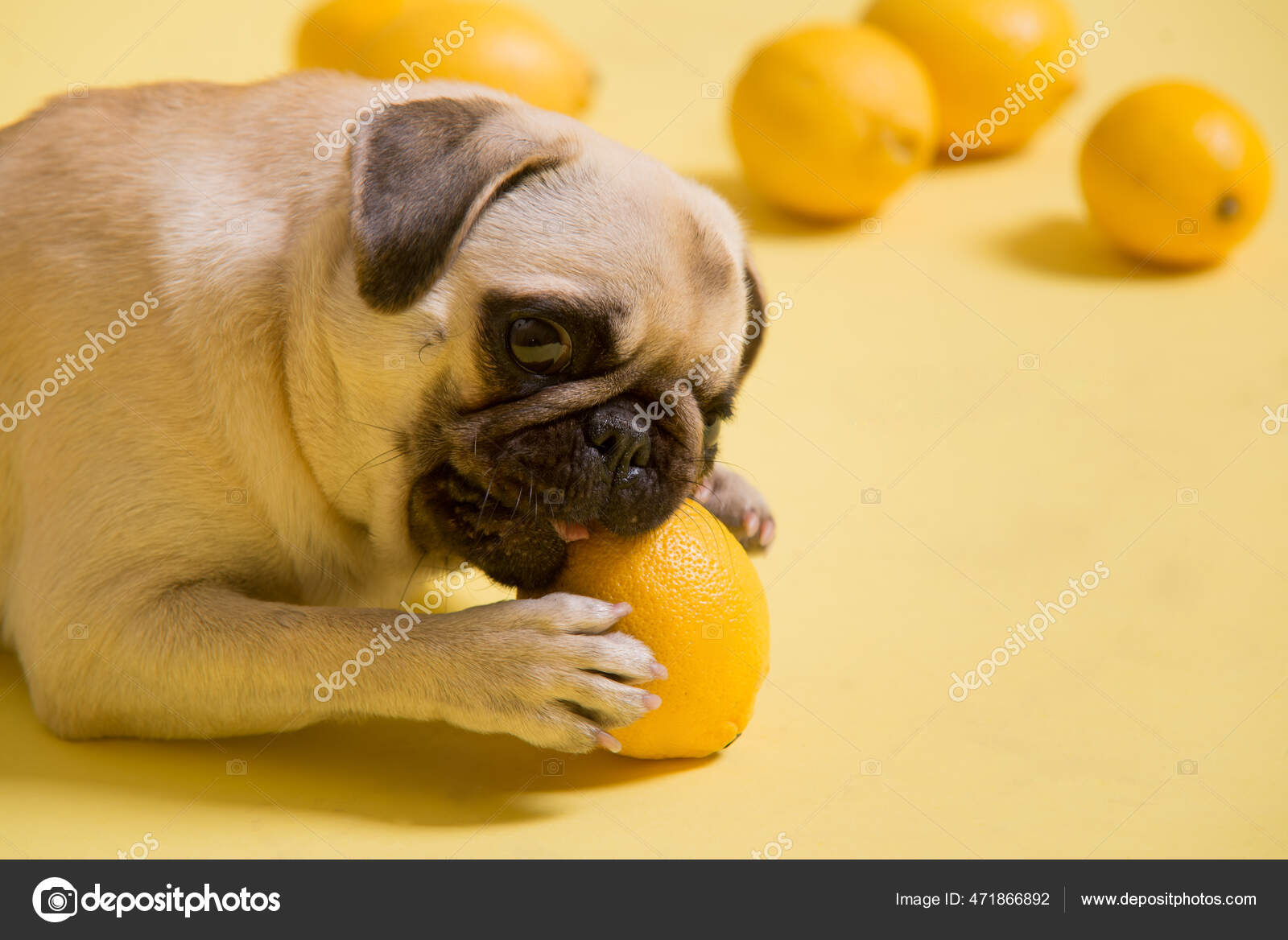 Can I Give My Dog Lemon Water