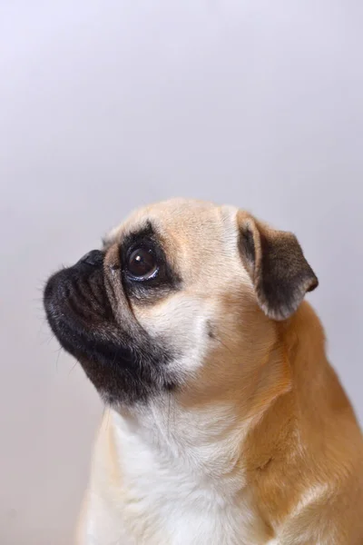 Pug side view Stock Photos, Royalty Free Pug side view Images ...