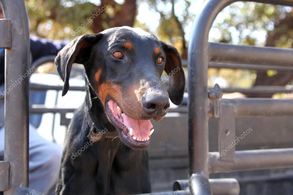 Young Doberman pup, trained sniffer dog, drug, narcotics and exp ...