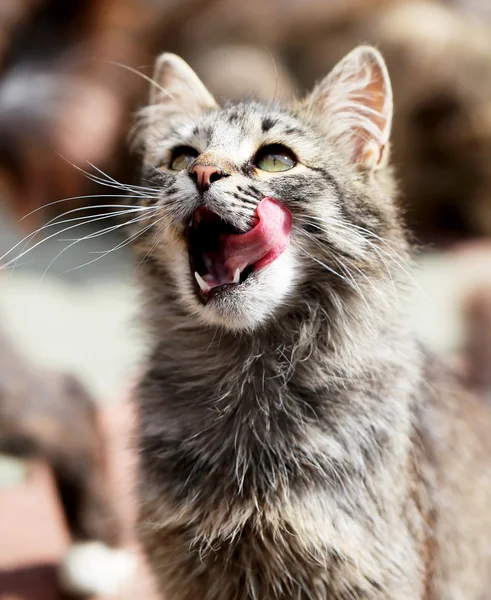 Cut cat Images - Search Images on Everypixel