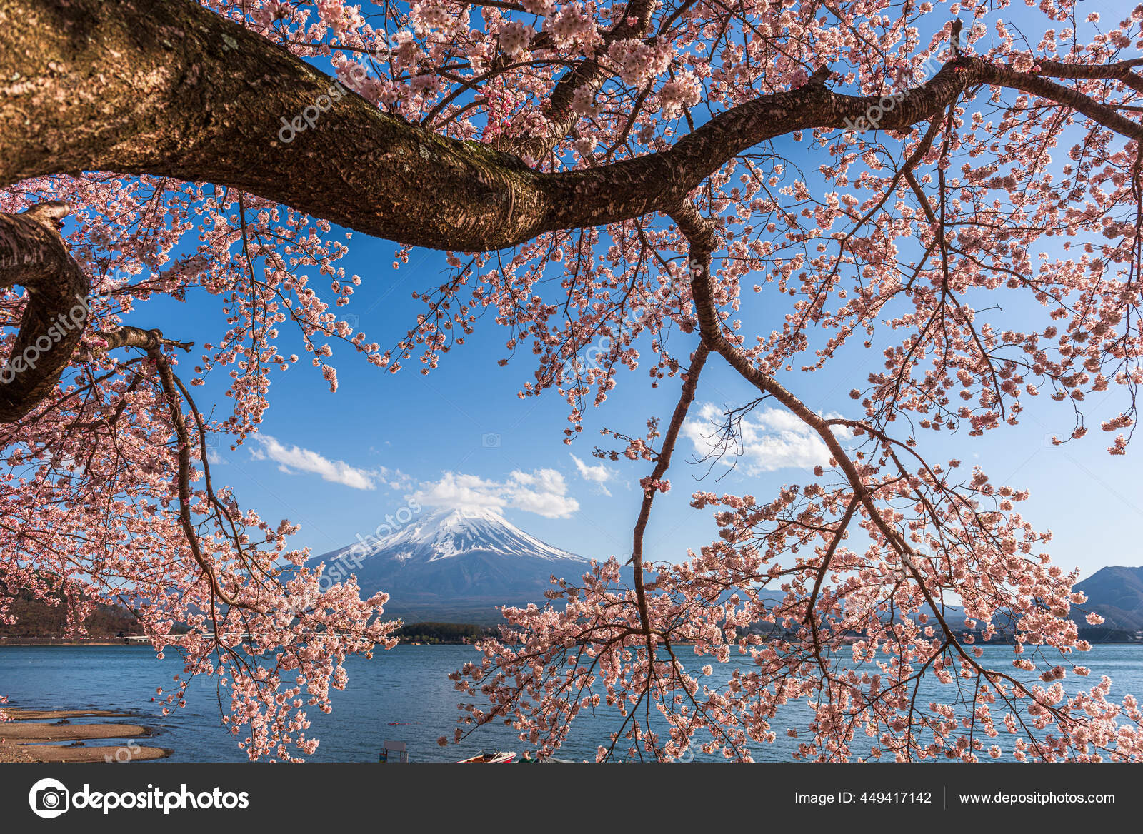 Fuji Japan Lake Kawaguchi Spring Season Cherry Blossoms — Stock Photo ...