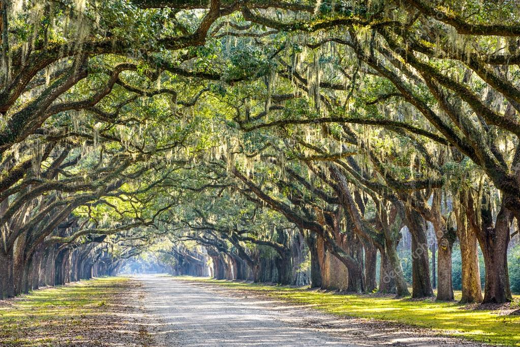 Oak Trees in Savannah — Stock Photo © sepavone #63902245 Oak Trees in Savannah — Stock Photo © sepavone #63902245