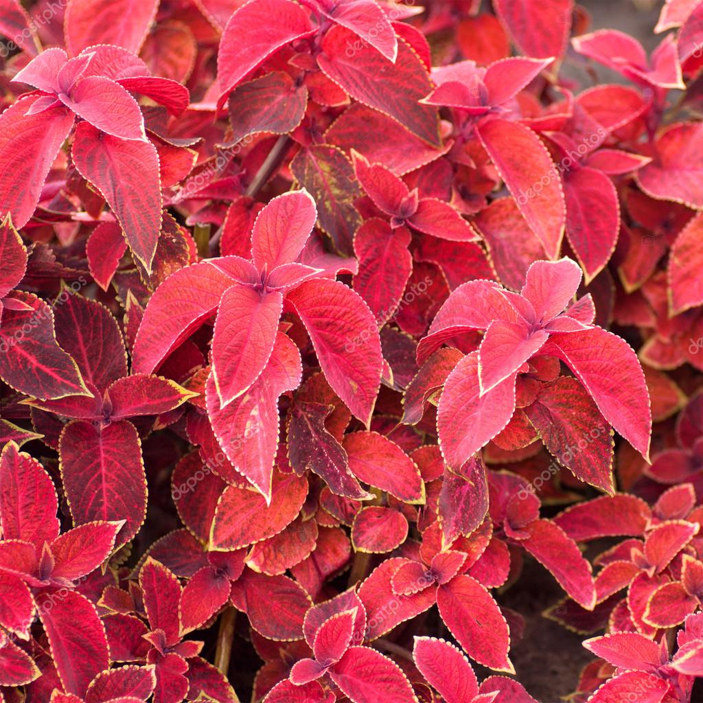 Image coleus plant | Coleus plant red leaves — Stock Photo © Tanchic ...
